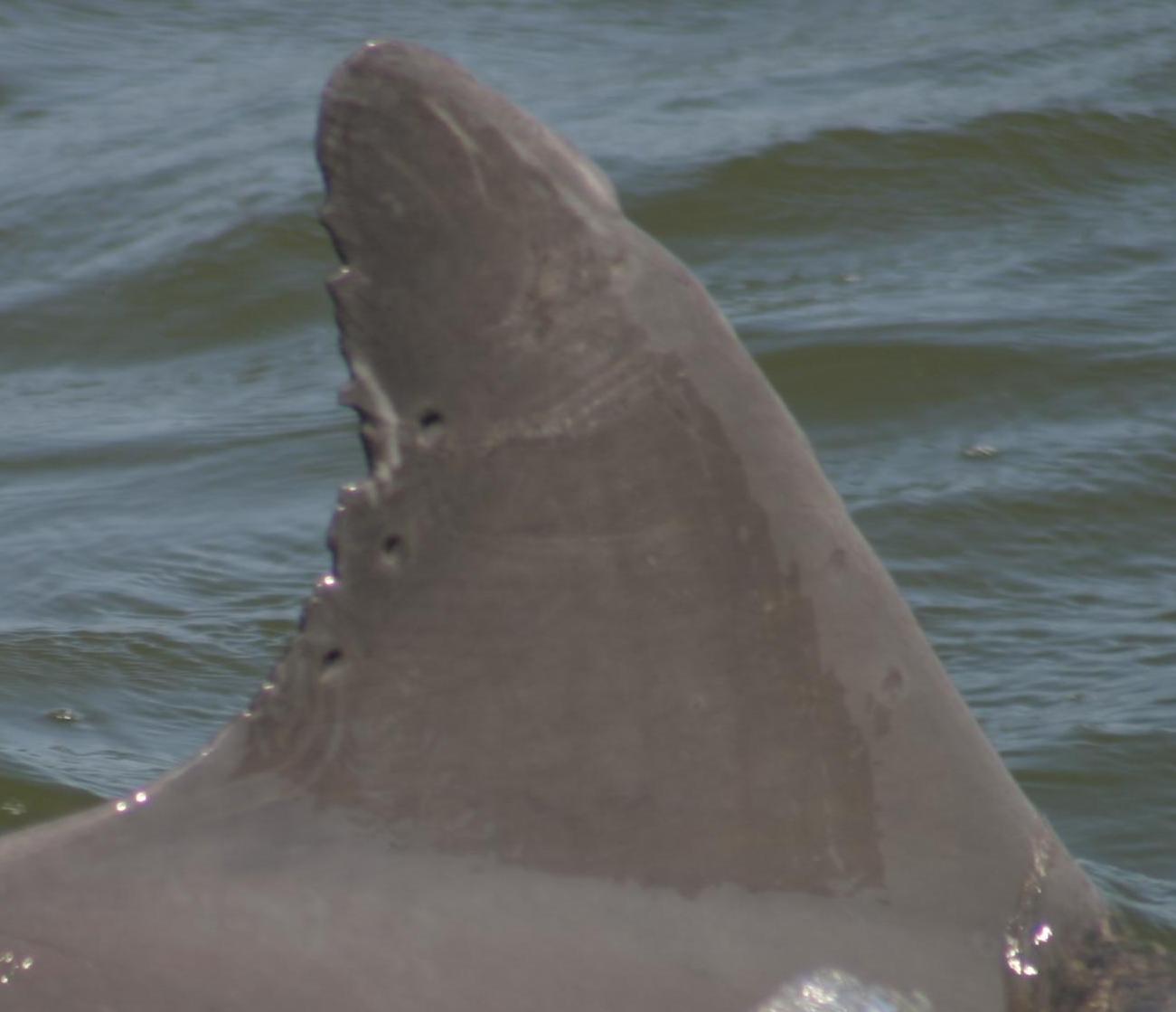 The Outer Banks Dolphins – Outer Banks Center for Dolphin Research