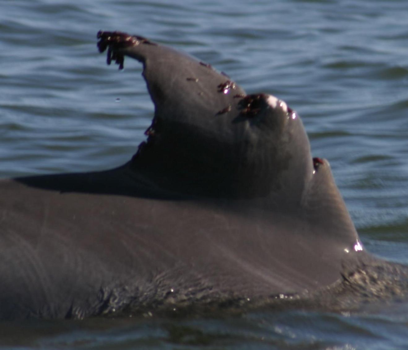 The Outer Banks Dolphins – Outer Banks Center for Dolphin Research