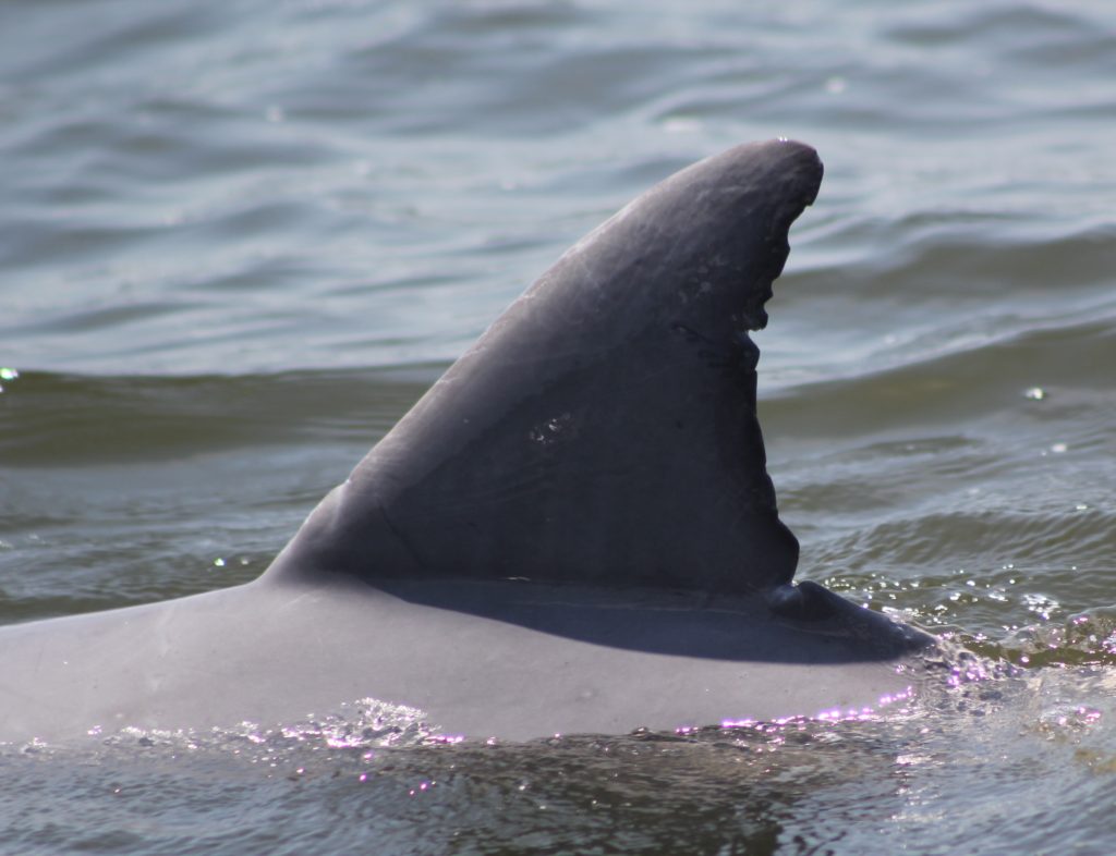 The Outer Banks Dolphins – Outer Banks Center for Dolphin Research