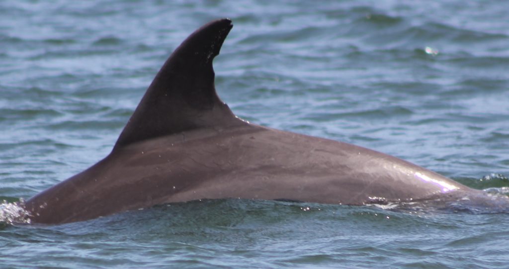 The Outer Banks Dolphins – Outer Banks Center for Dolphin Research